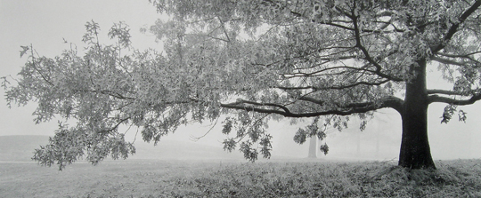 Leslie Levy Fine Art - Richard Calvo